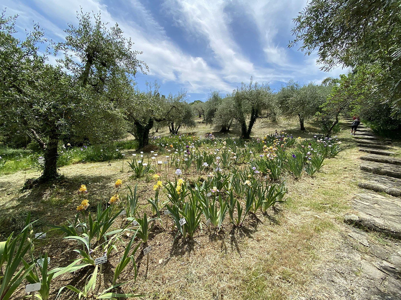 Irises in Florence - My Italian Treasures